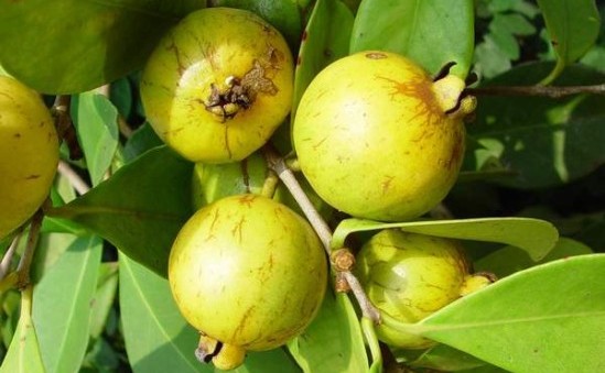 Frutas autóctonas: guayabo - Todo Uruguay