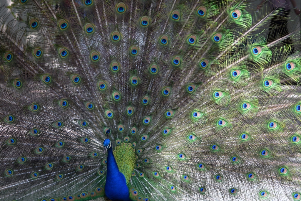 Reserva de Flora y Fauna Dr. Rodolfo Tálice - Todo Uruguay