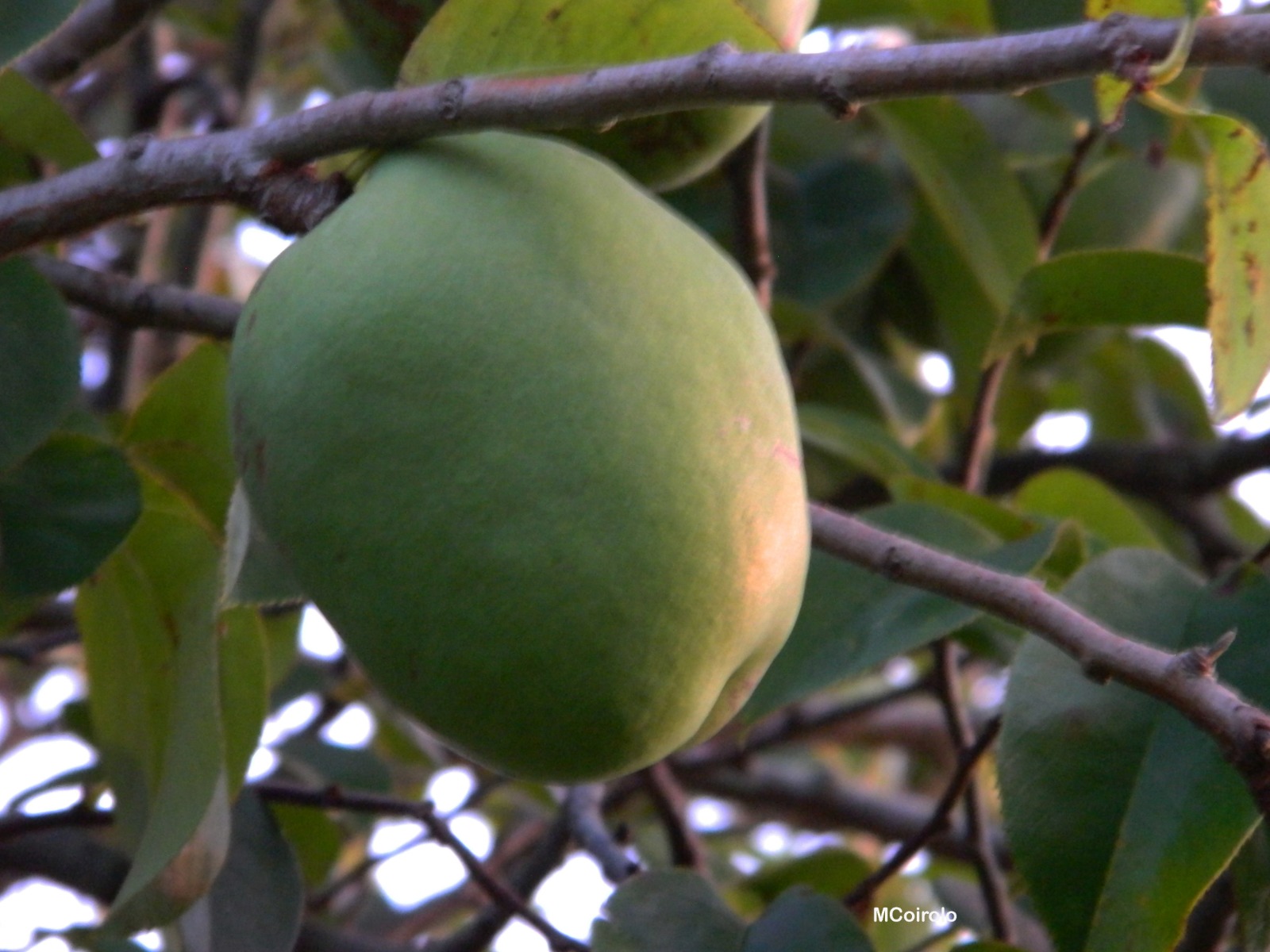 Árbol de membrillo - Todo Uruguay