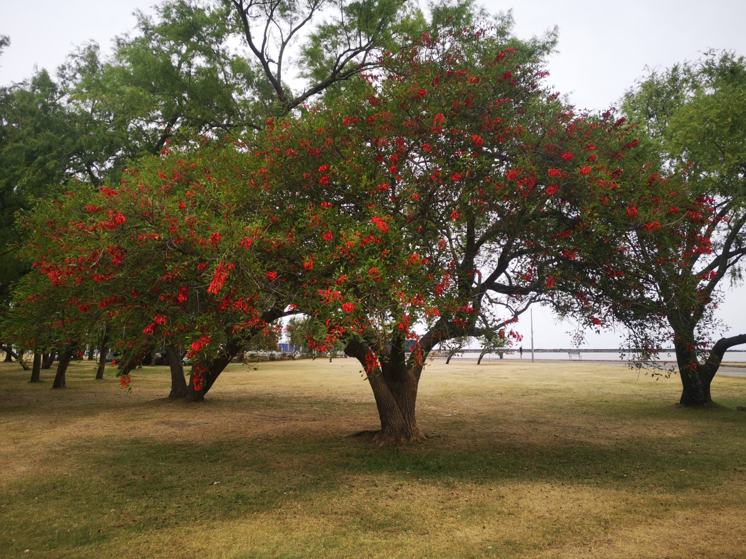El ceibo: flor nacional - Todo Uruguay