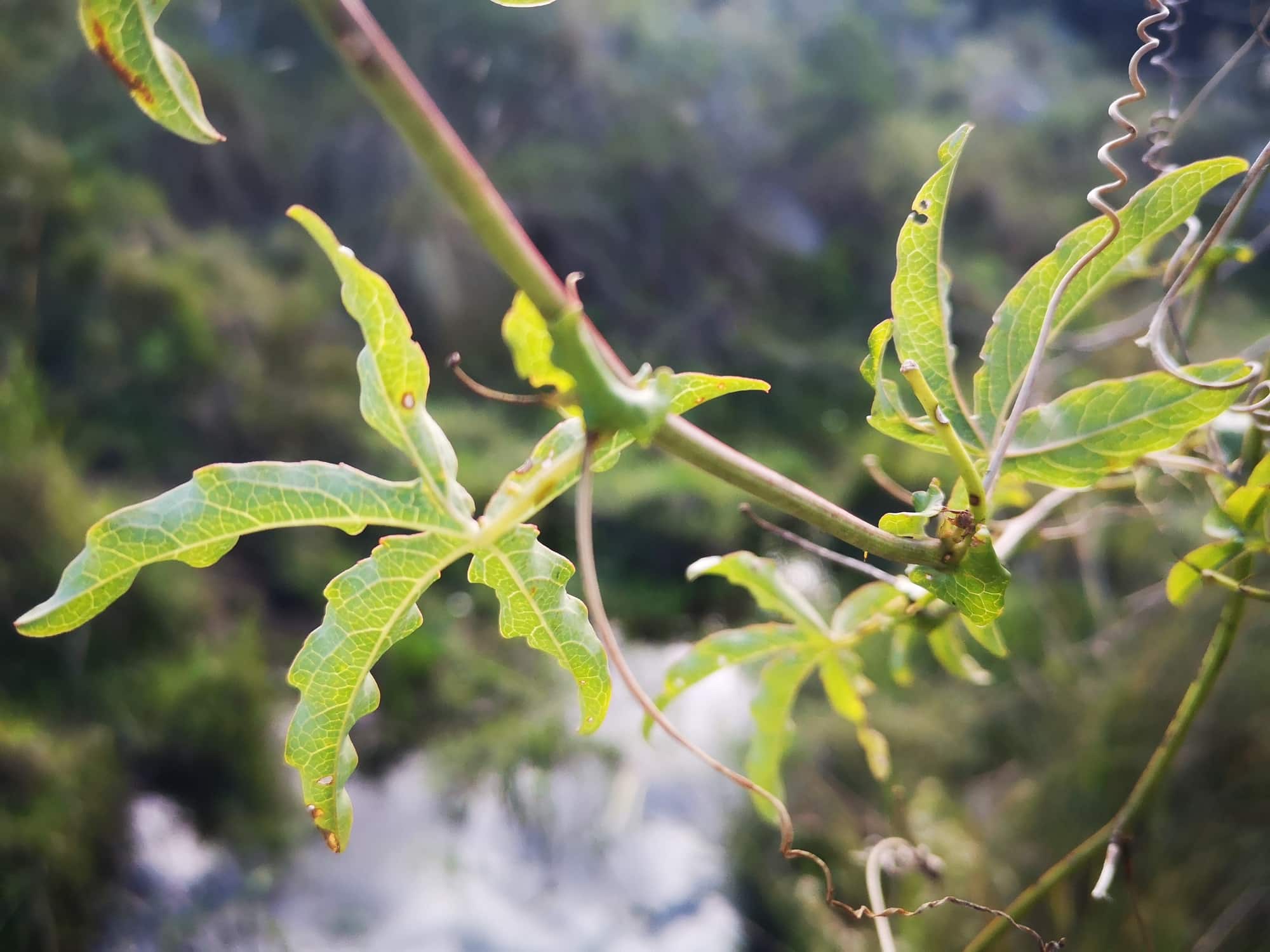 Mburucuyá: La Flor de la Pasión - Todo Uruguay