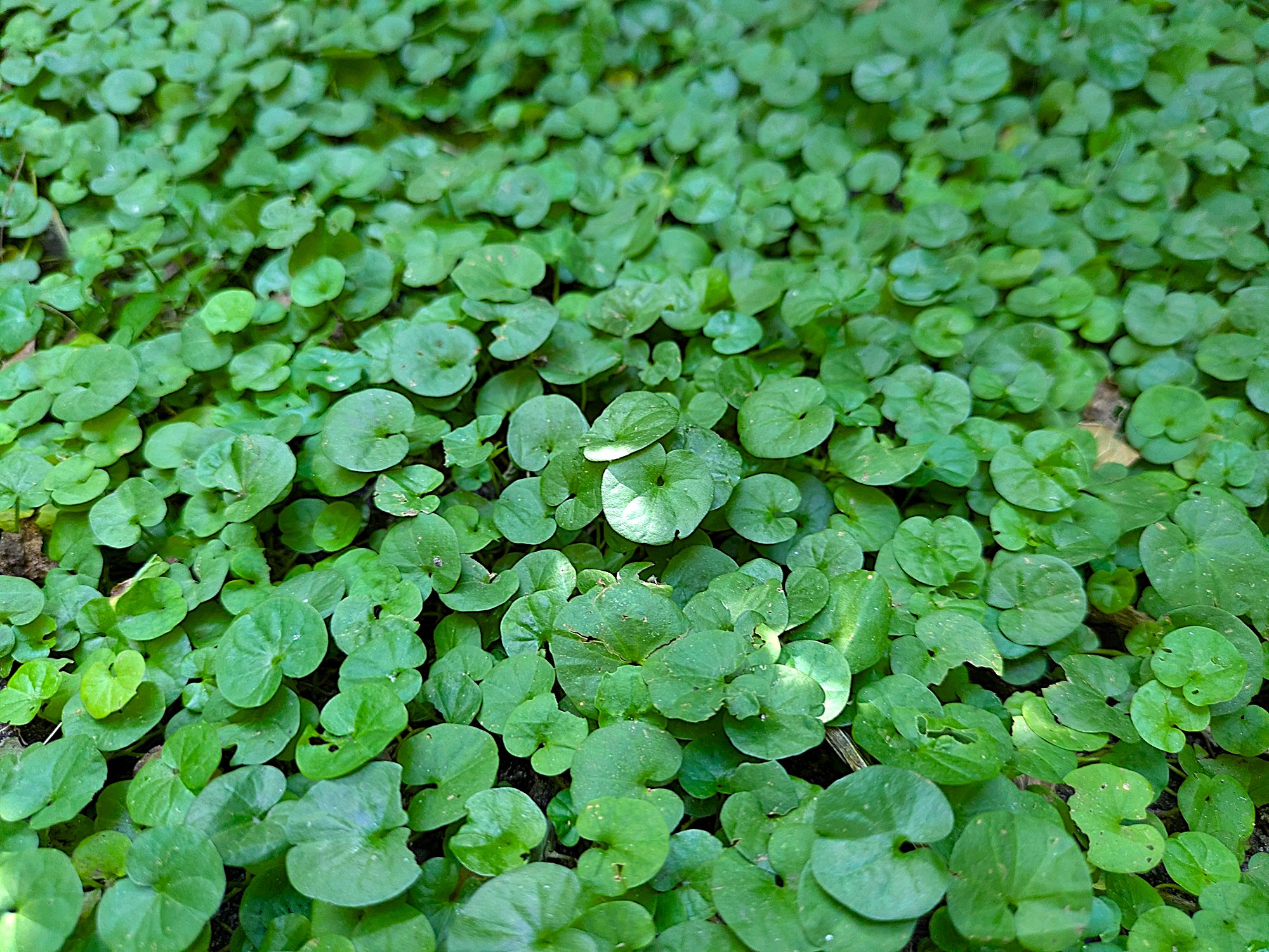 Oreja de Ratón: Planta nativa para Reemplazar el Césped - Todo Uruguay